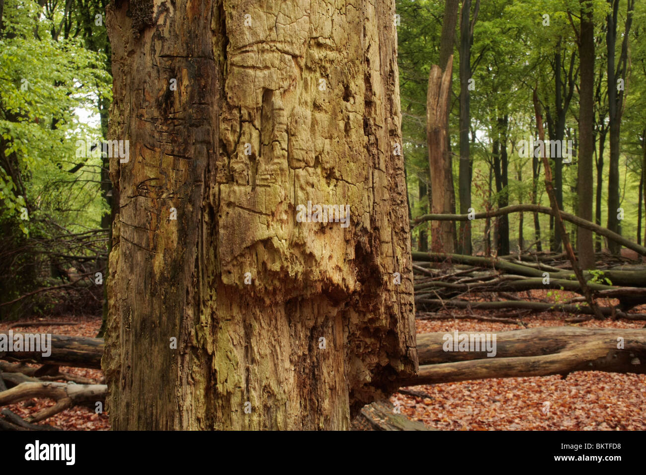 A dead tree in a forest Stock Photo - Alamy