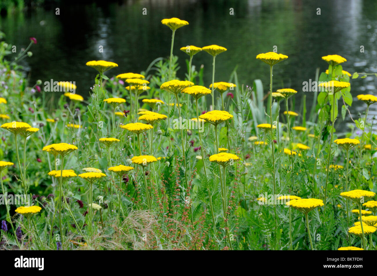 Yellow Yarrow Achillea with water as background Stock Photo - Alamy