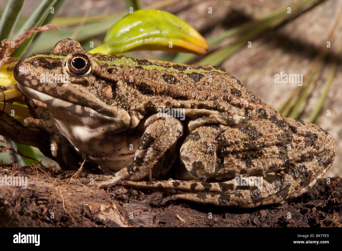 Marsh frog rana ridibunda on hi-res stock photography and images - Alamy