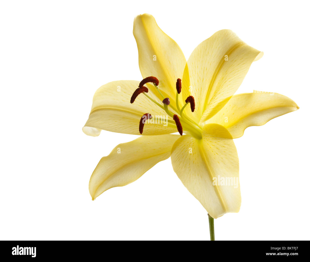 Pale yellow flower hi-res stock photography and images - Alamy