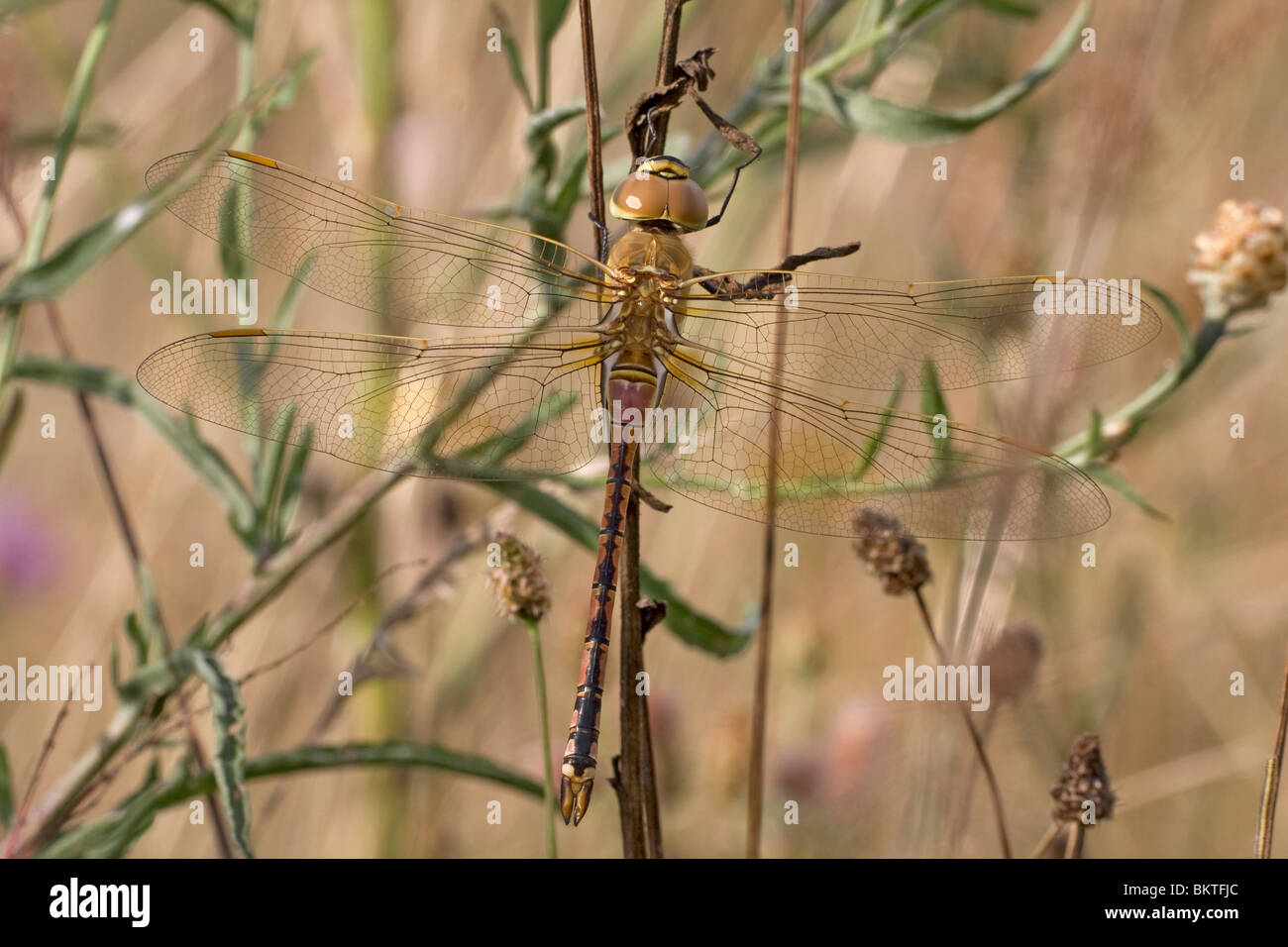 Very rare vagrant hi-res stock photography and images - Alamy