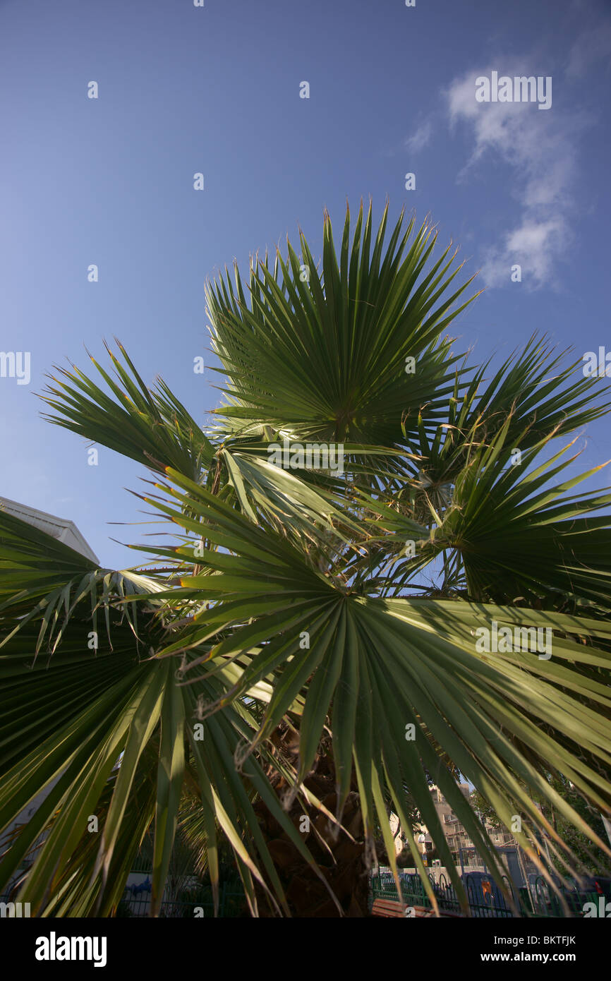The Palm Branch Is A Symbol Of Victory High Resolution Stock ...