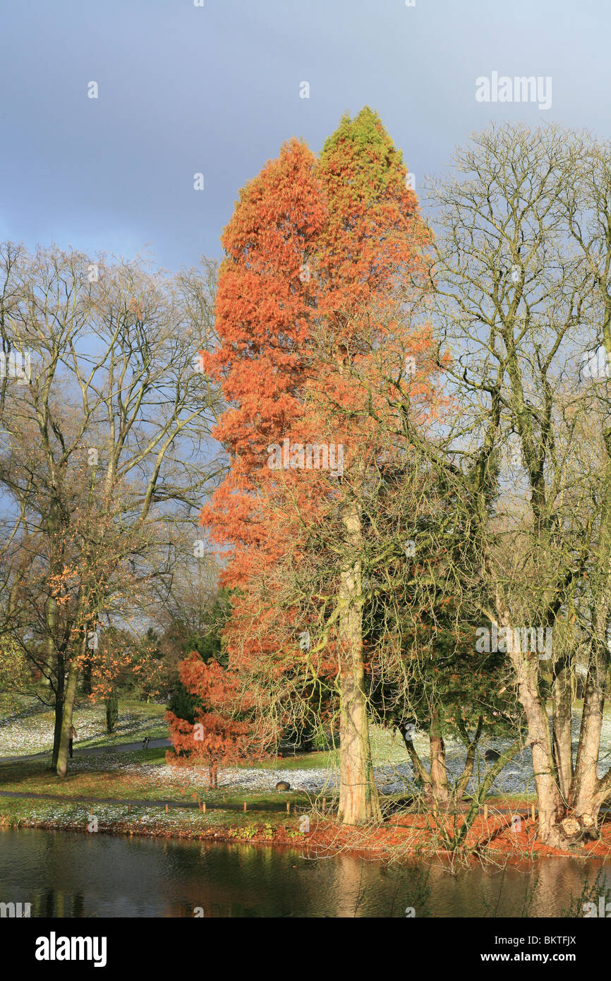 De moerascipres (Taxodium distichum) is een bladverliezende naaldboom ...