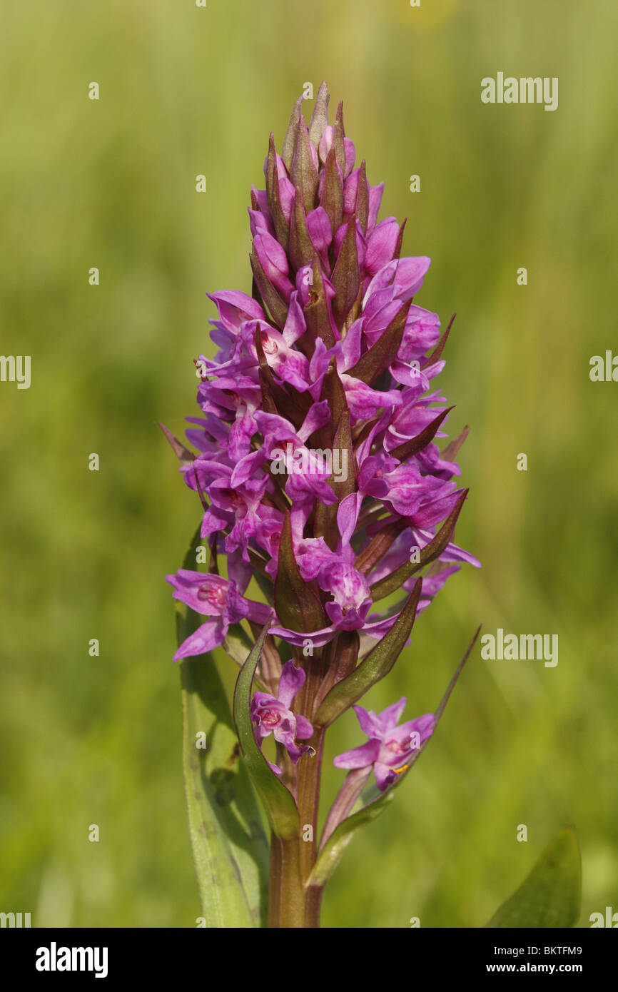 Brede orchis hi-res stock photography and images - Alamy