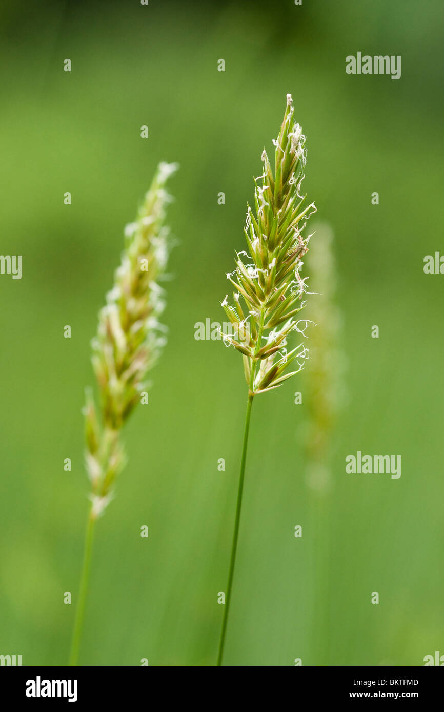 Gewoon reukgras hi-res stock photography and images - Alamy