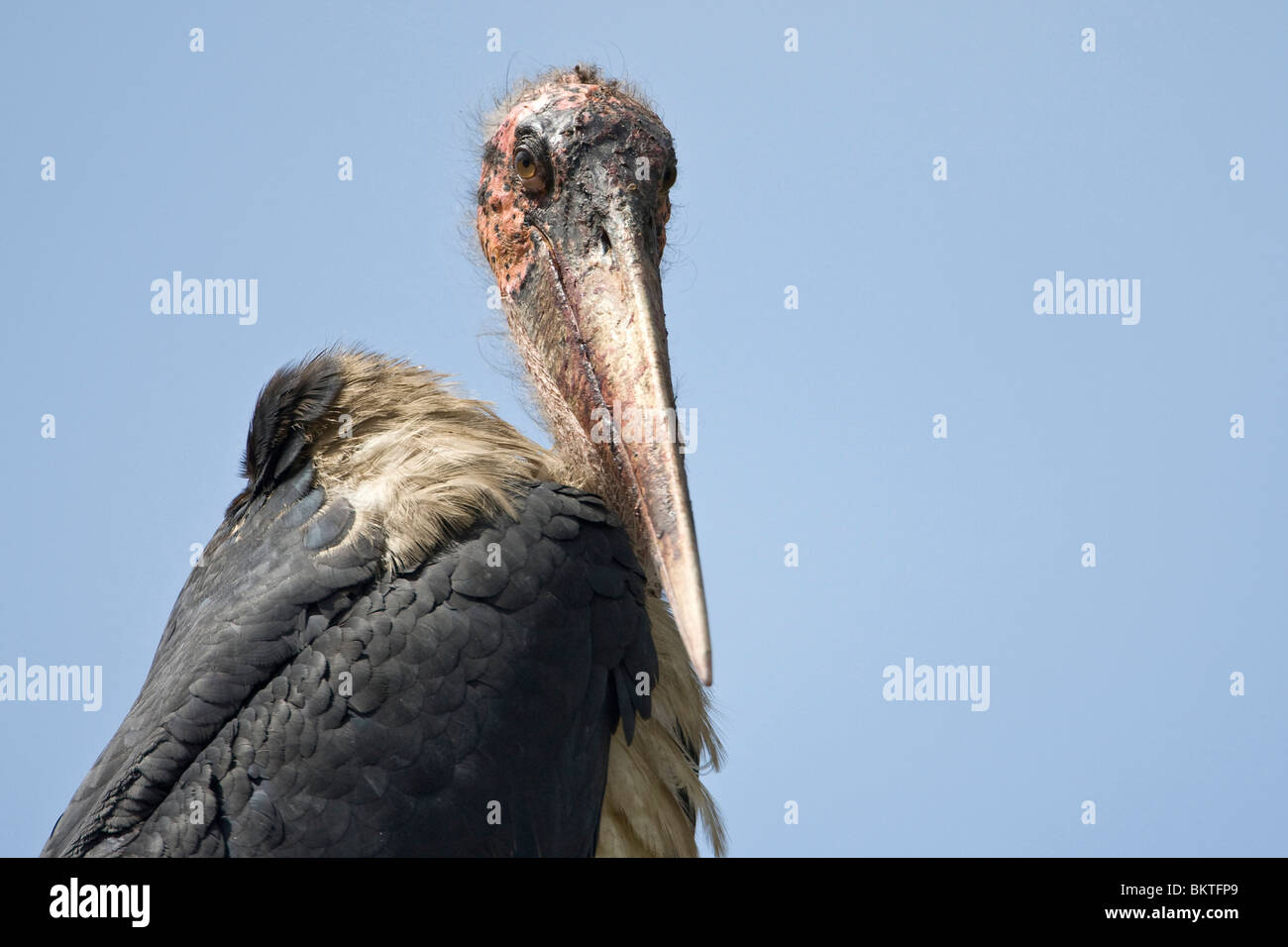 Marabou ooievaar hi-res stock photography and images - Alamy