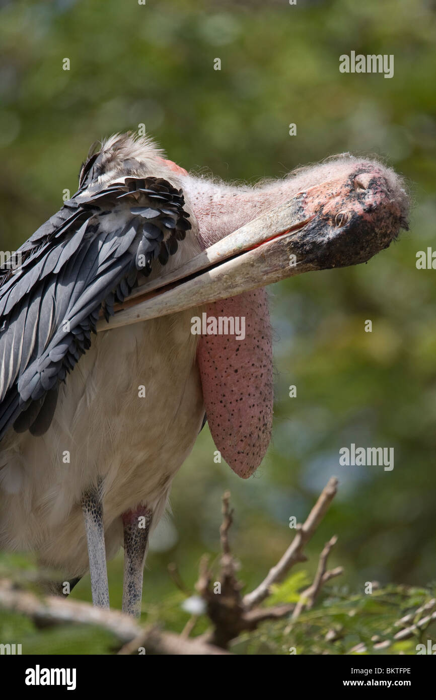 Marabou Stork; Leptoptilos crumeniferus; Afrikaanse Maraboe Stock Photo ...