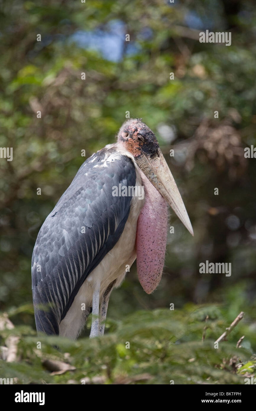 Marabou Stork; Leptoptilos crumeniferus; Afrikaanse Maraboe Stock Photo ...