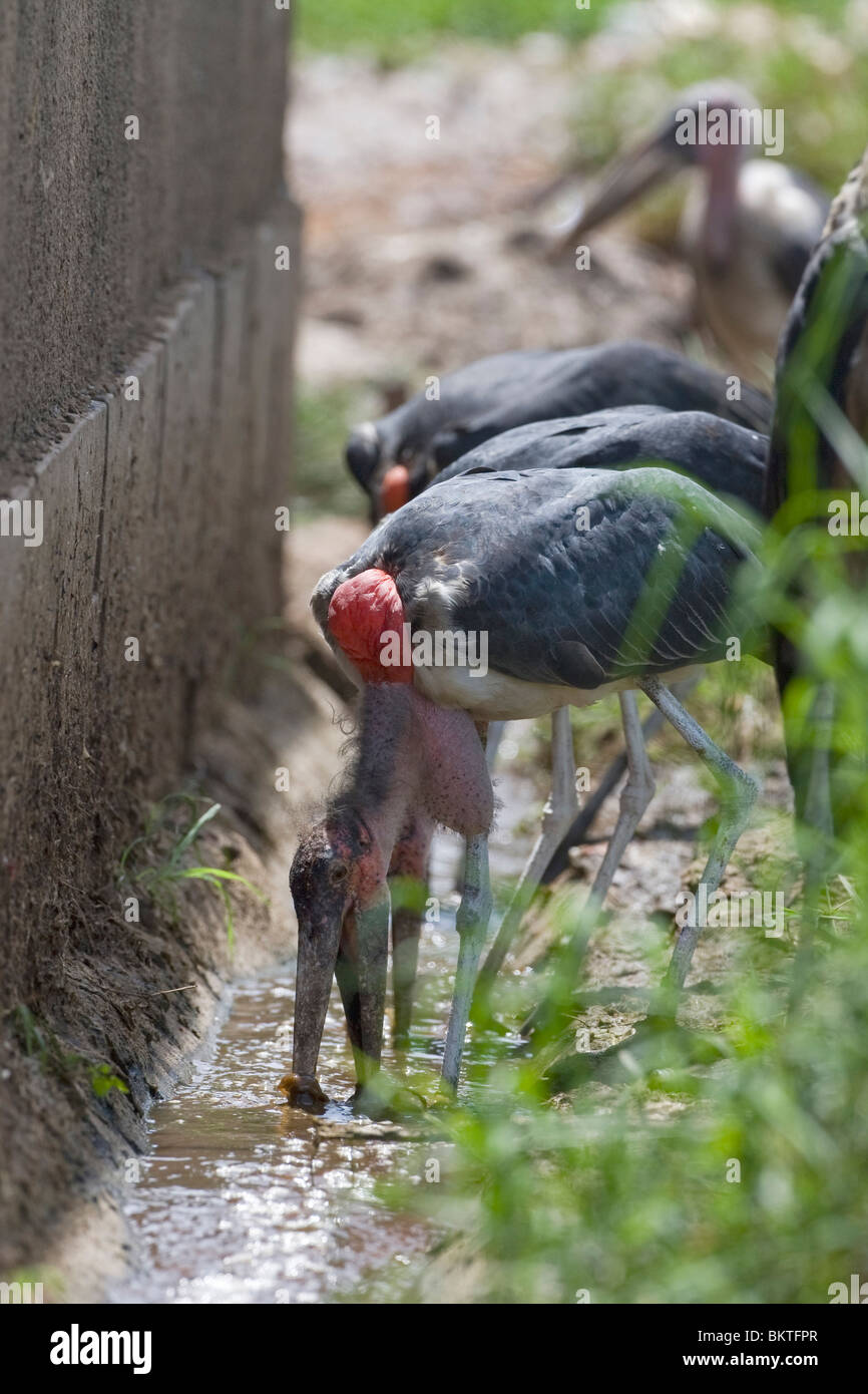 Marabou ooievaar hi-res stock photography and images - Alamy