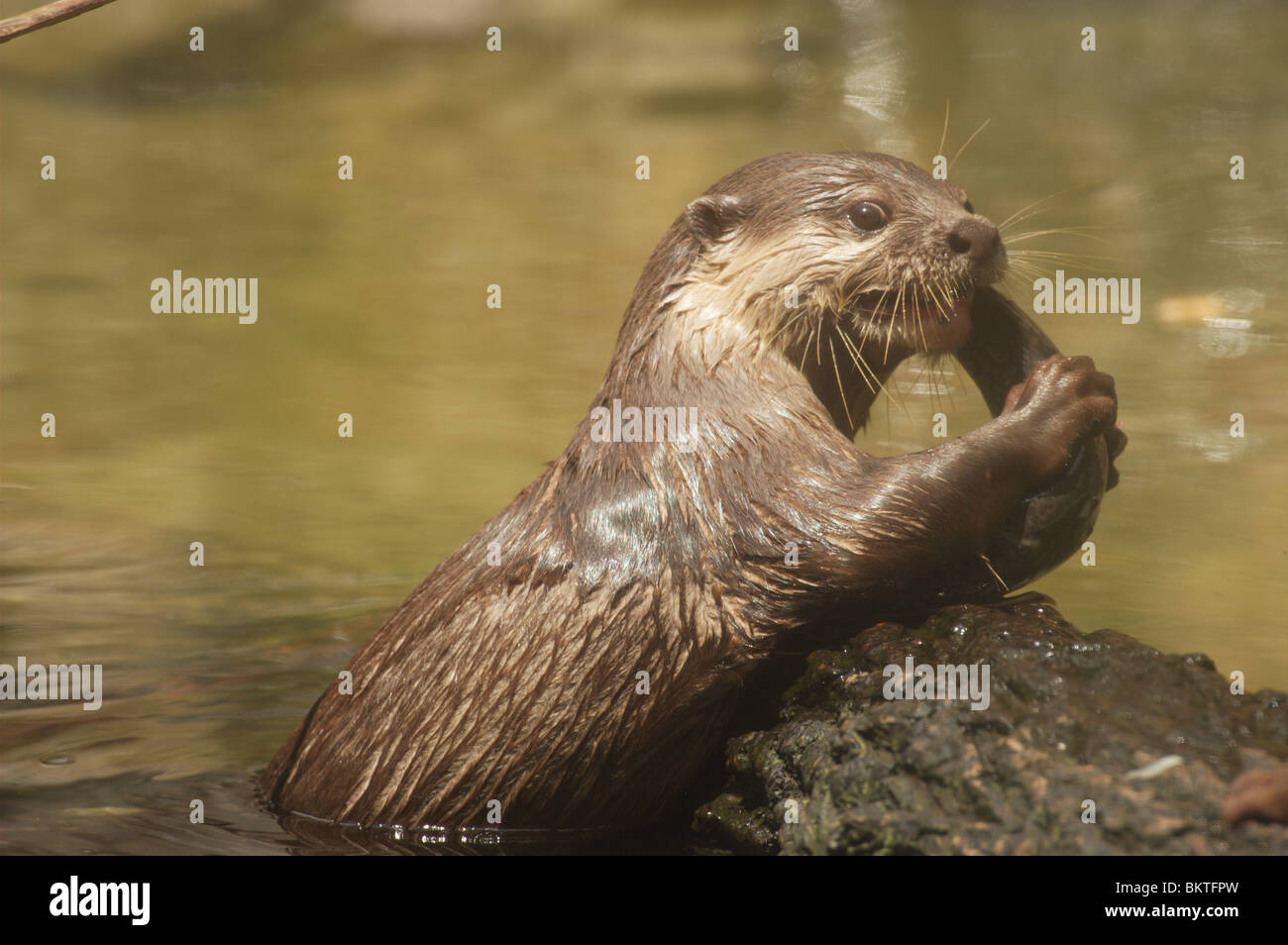 Asia amblonyx cinerea hi-res stock photography and images - Alamy