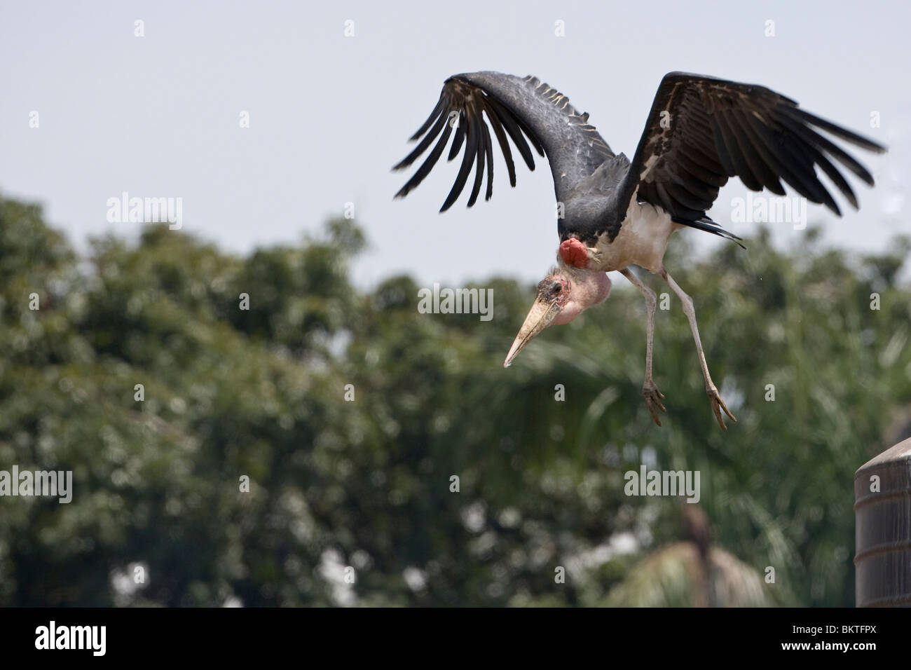 Marabou Stork; Leptoptilos crumeniferus; Afrikaanse Maraboe Stock Photo ...