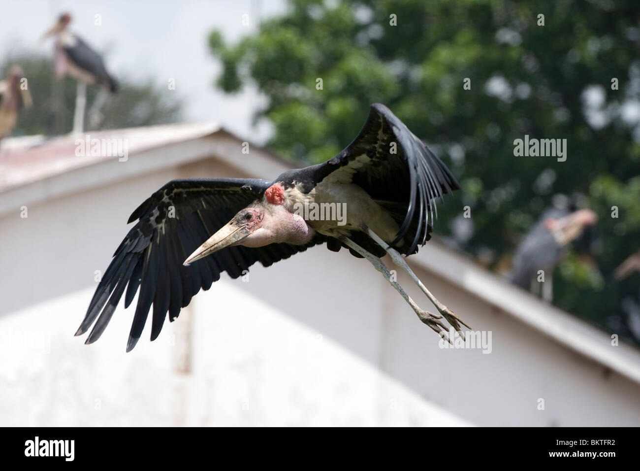 Marabou Stork; Leptoptilos crumeniferus; Afrikaanse Maraboe Stock Photo ...