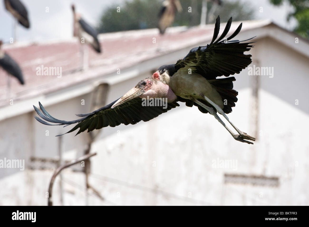Afrikaanse maraboe hi-res stock photography and images - Alamy