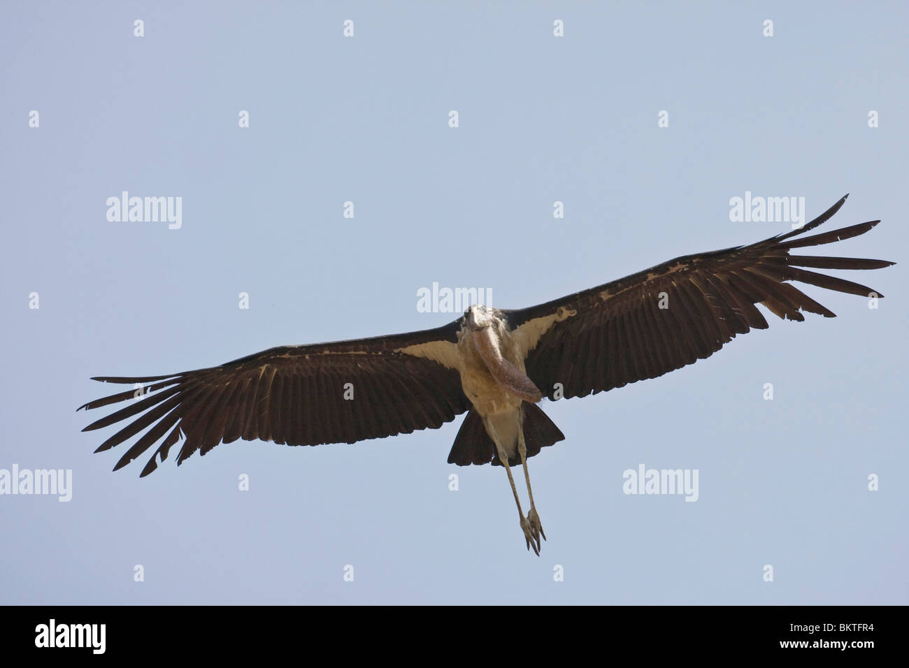 Marabou Stork; Leptoptilos crumeniferus; Afrikaanse Maraboe Stock Photo ...