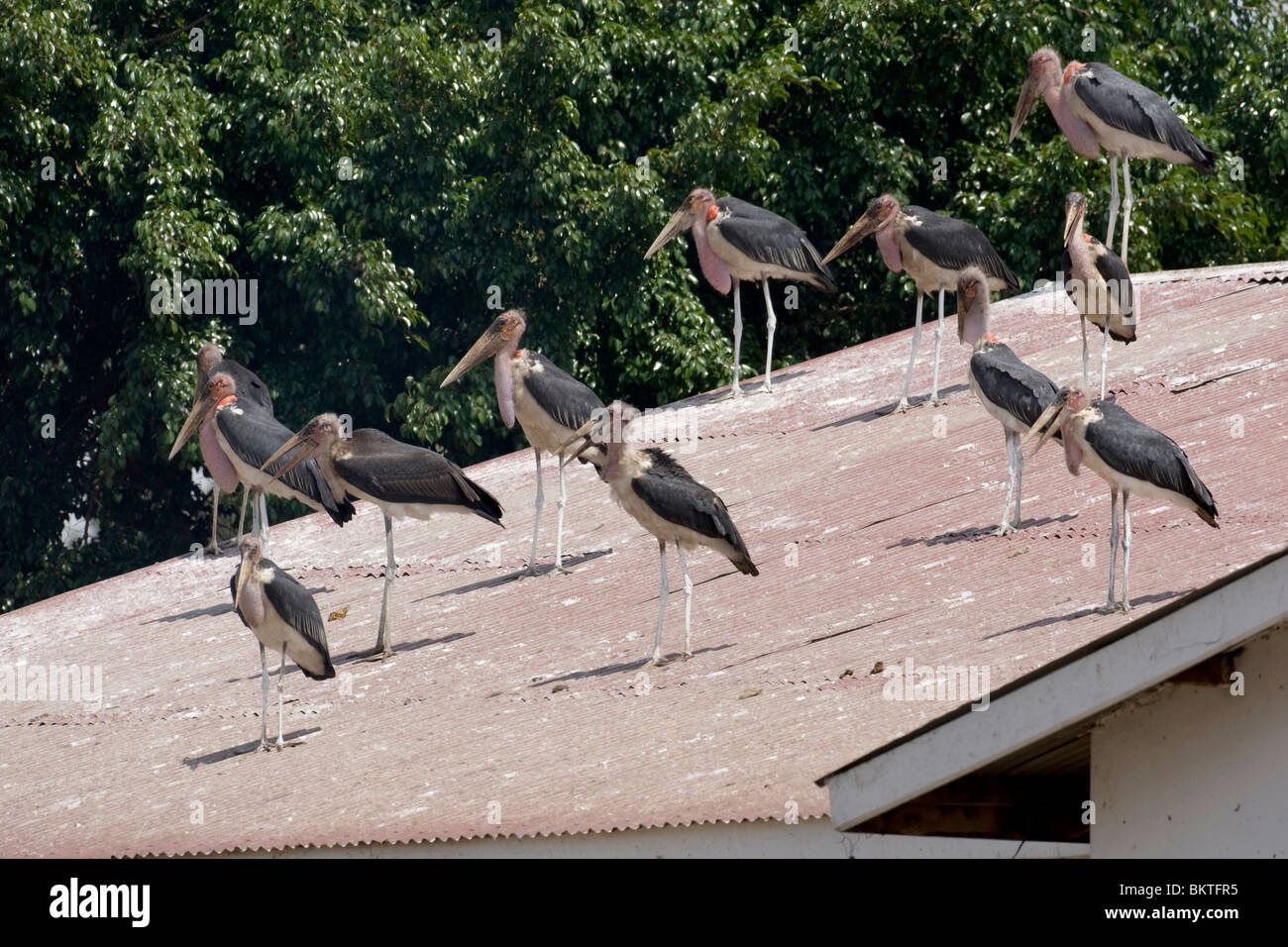 Afrikaanse maraboe hi-res stock photography and images - Alamy