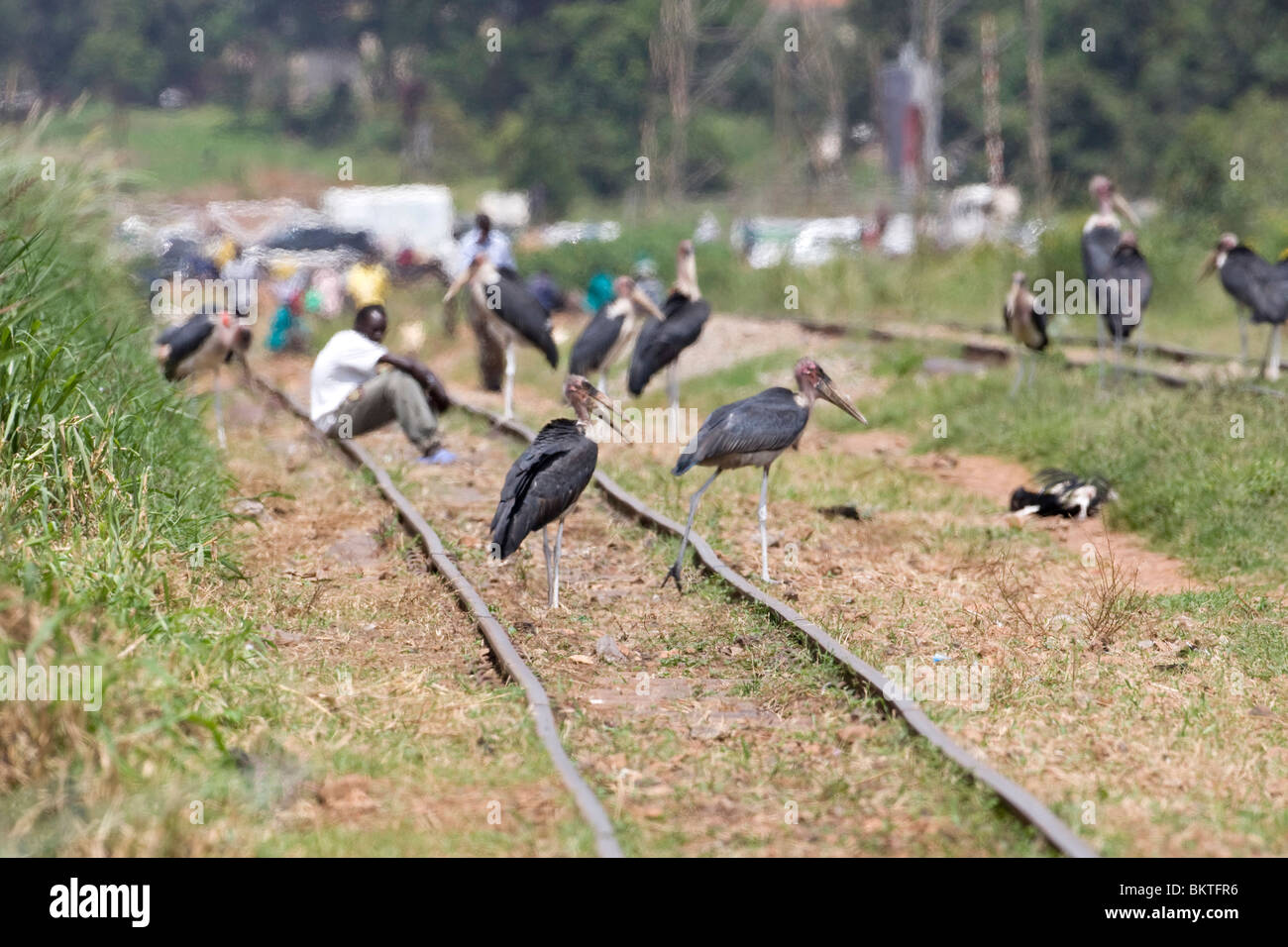 Marabou Stork; Leptoptilos crumeniferus; Afrikaanse Maraboe Stock Photo ...