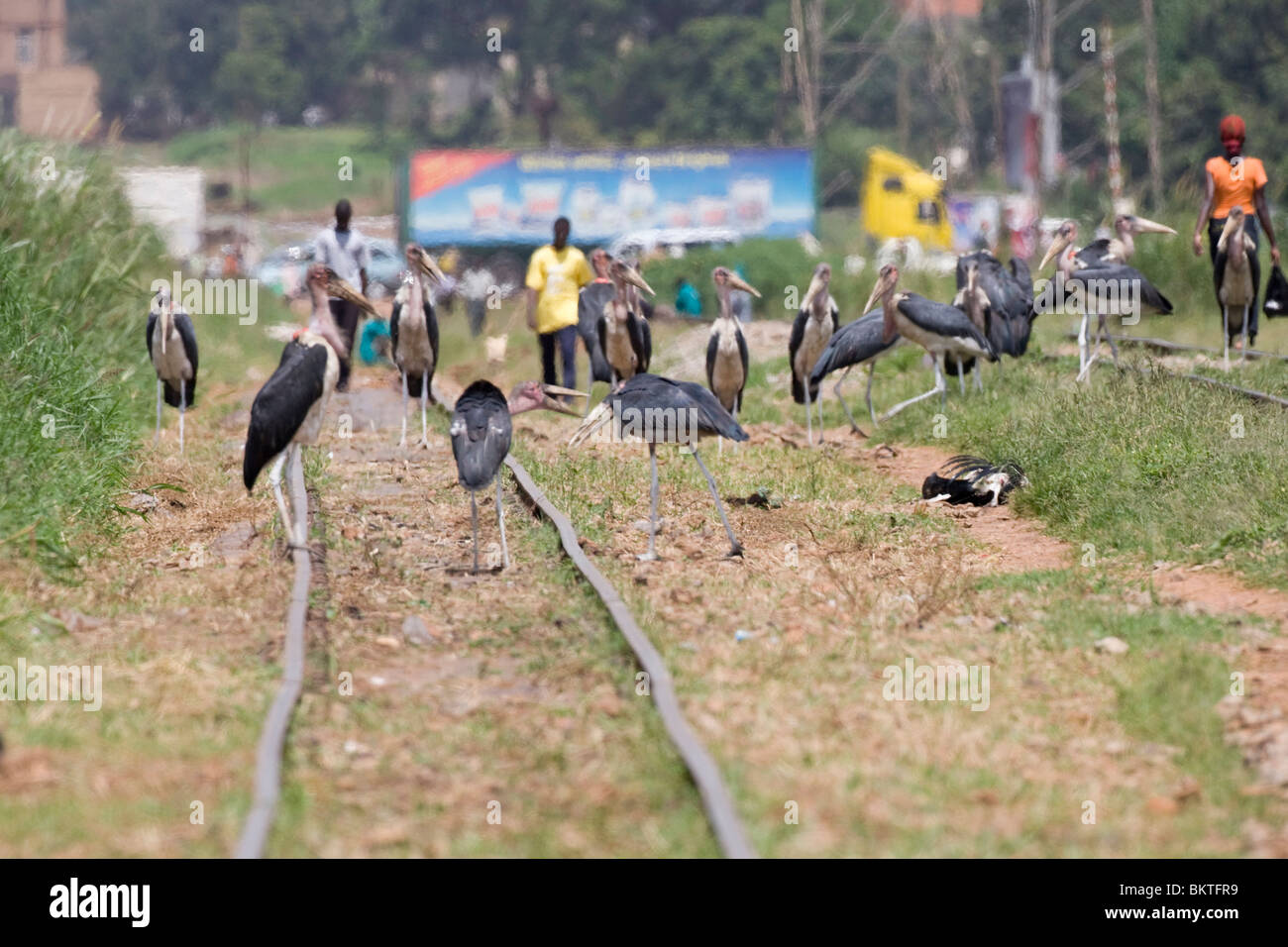 Marabou Stork; Leptoptilos crumeniferus; Afrikaanse Maraboe Stock Photo ...