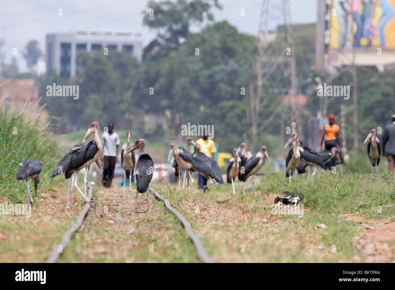 Marabou Stork; Leptoptilos crumeniferus; Afrikaanse Maraboe Stock Photo ...