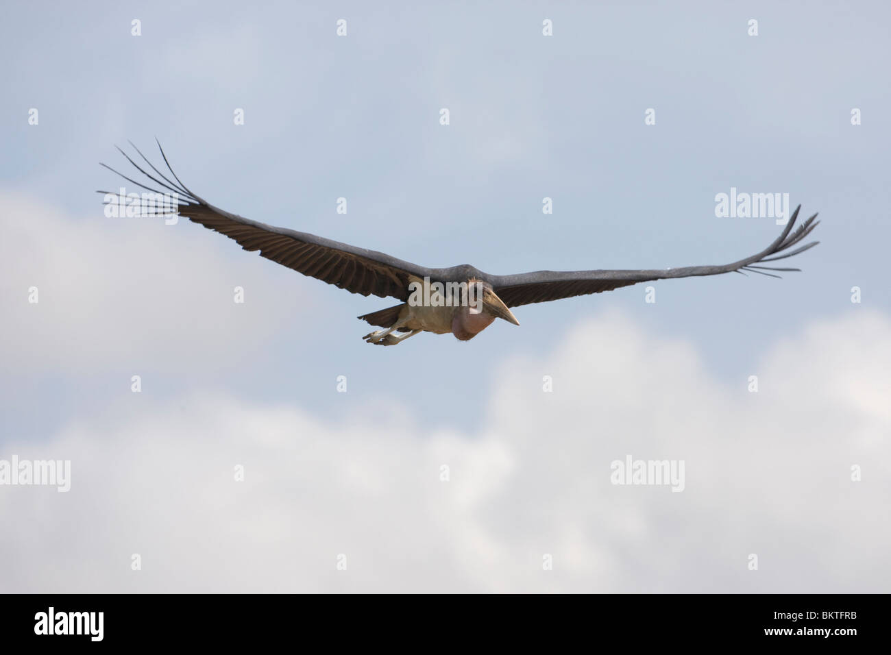 Maraboe High Resolution Stock Photography and Images - Alamy
