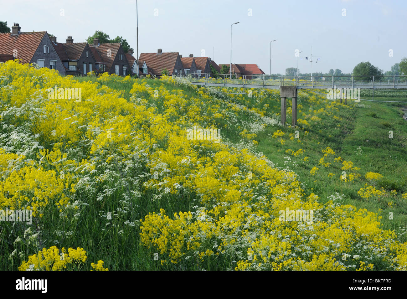Rivierdijk bij Tuindorp met weelderig bloeiende Wede en Fluitekruid ...