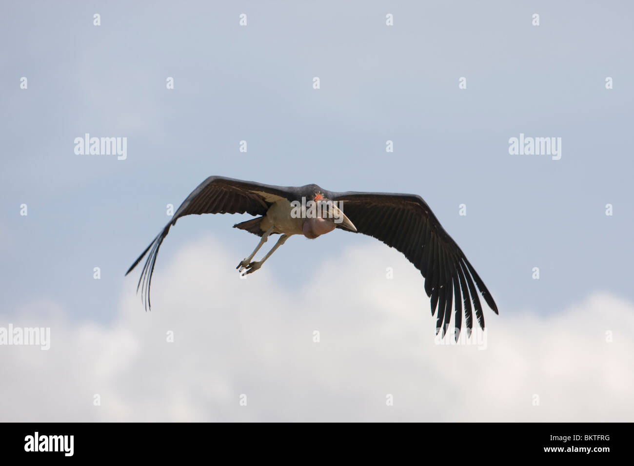 Marabou Stork; Leptoptilos crumeniferus; Afrikaanse Maraboe Stock Photo ...