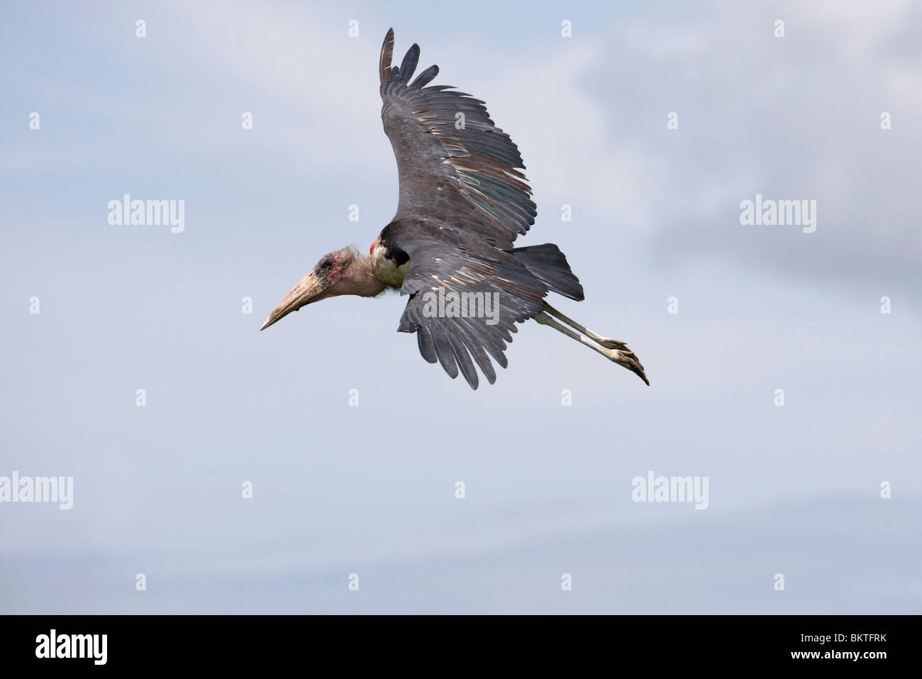 Marabou Stork; Leptoptilos crumeniferus; Afrikaanse Maraboe Stock Photo ...