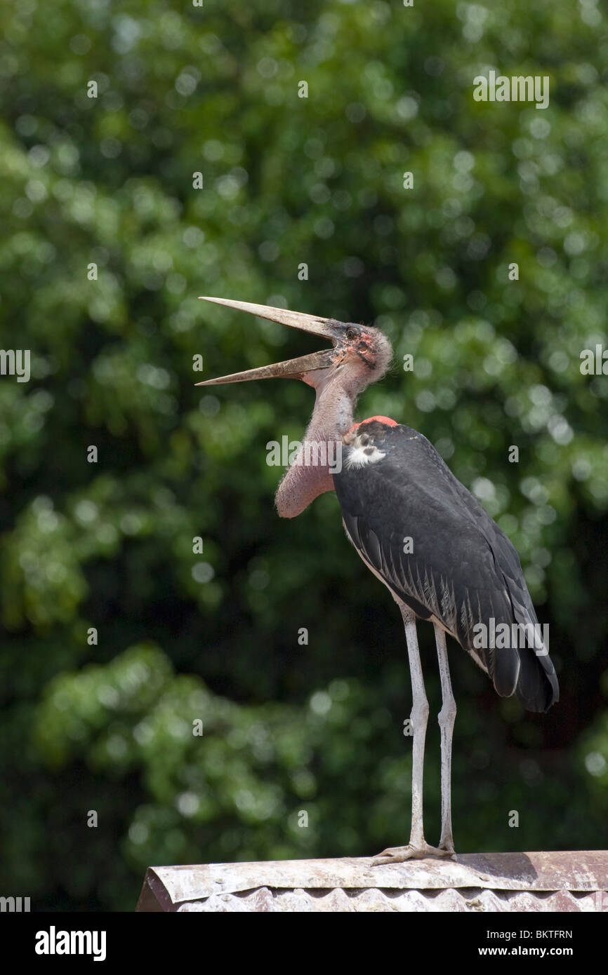 Afrikaanse maraboe hi-res stock photography and images - Alamy