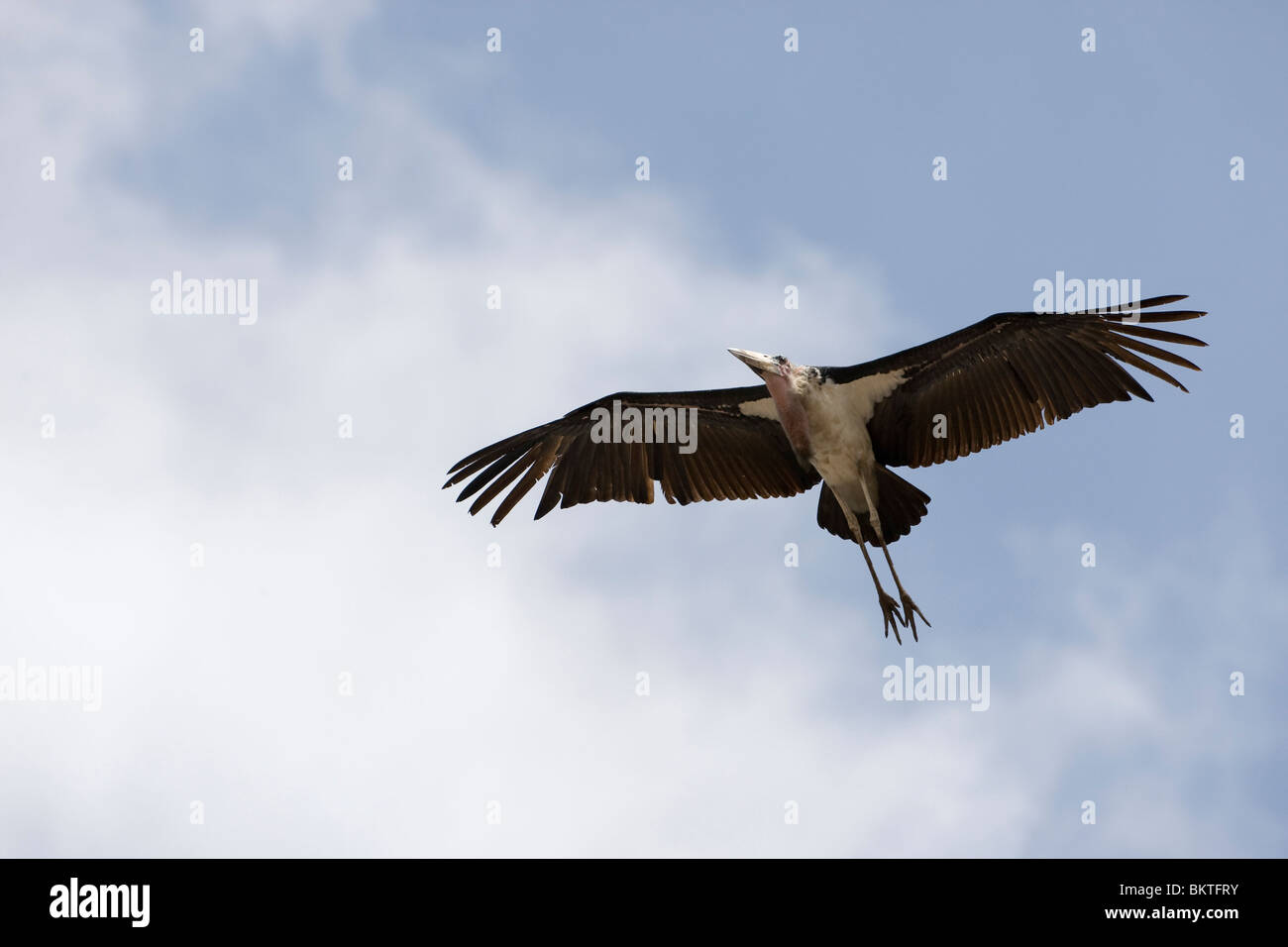 Marabou Stork (Leptoptilos crumeniferus) flying Stock Photo - Alamy