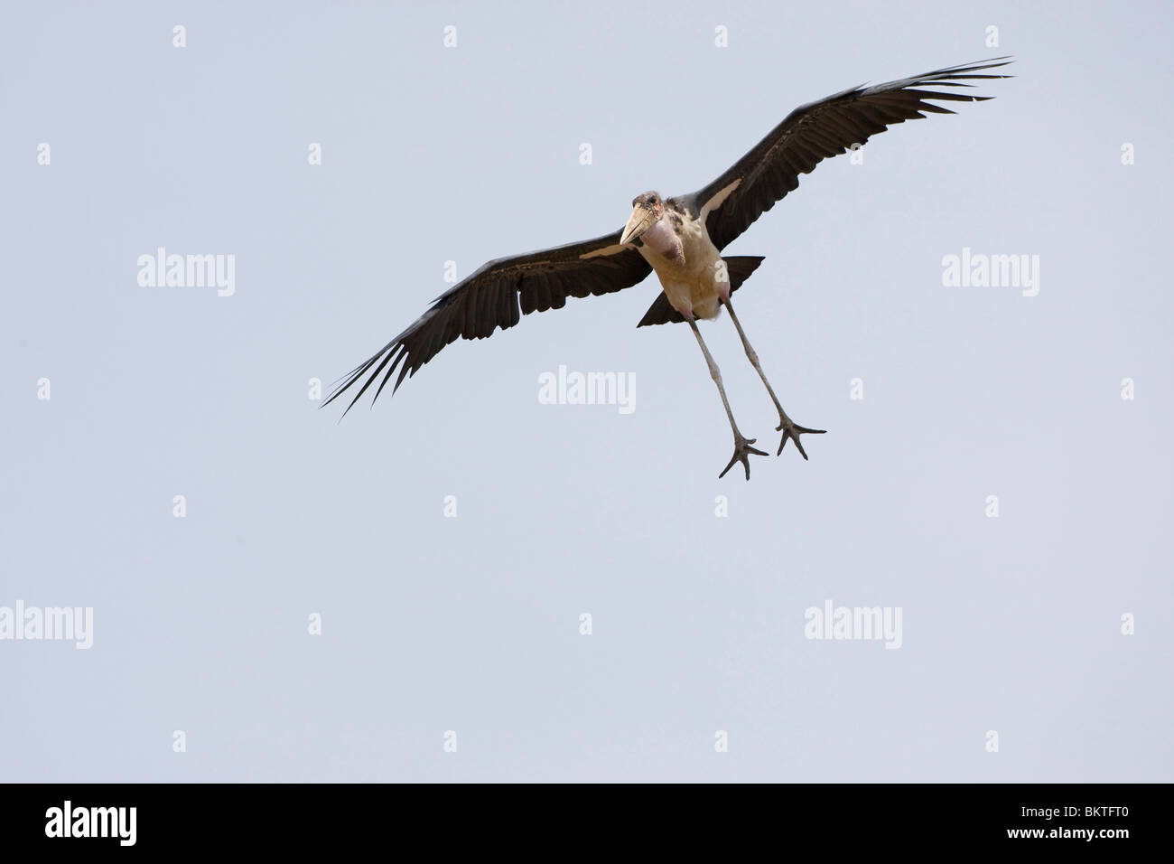 Marabou Stork; Leptoptilos crumeniferus; Afrikaanse Maraboe Stock Photo ...