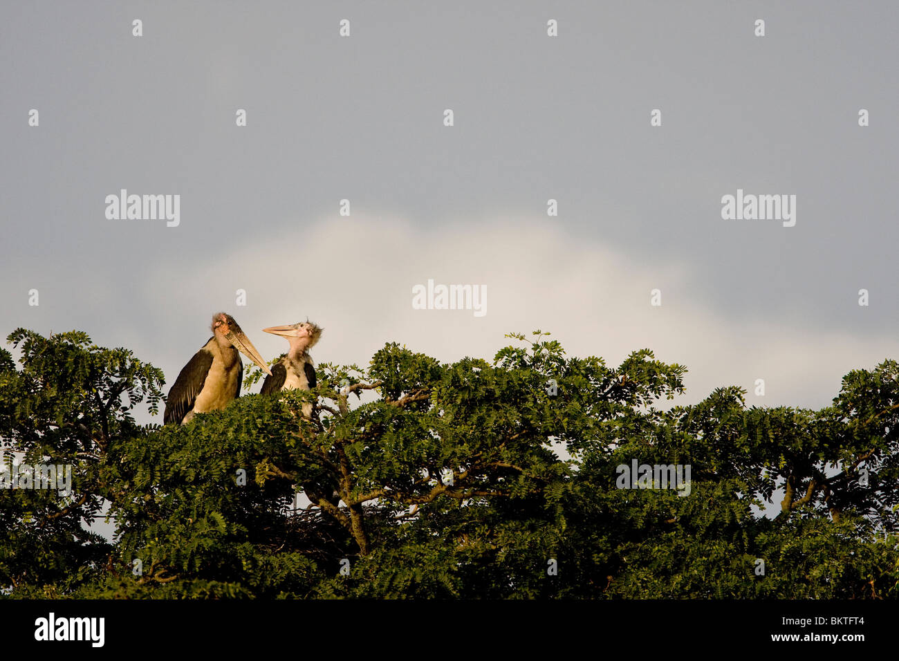 Marabou Stork; Leptoptilos crumeniferus; Afrikaanse Maraboe Stock Photo ...