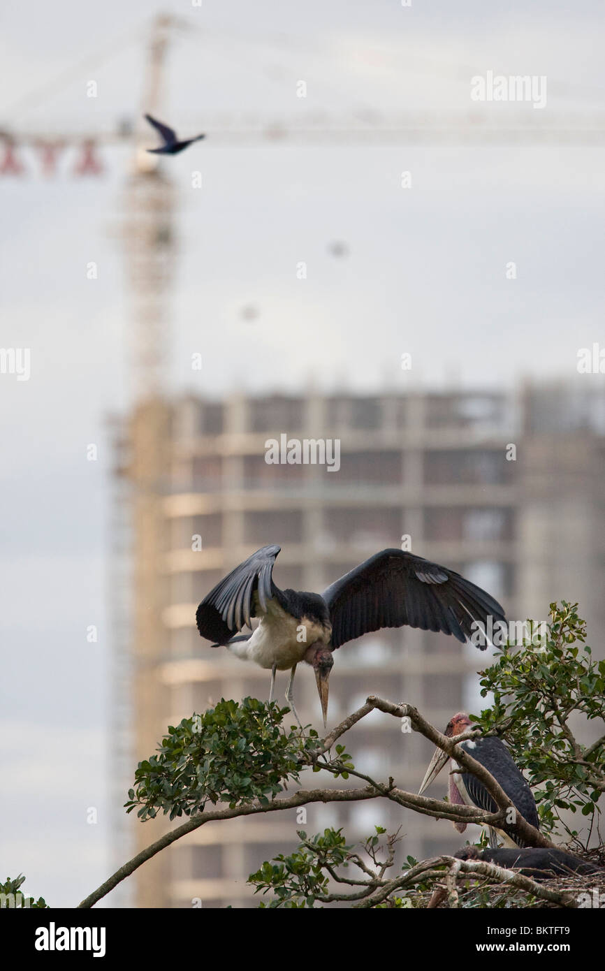 Marabou Stork; Leptoptilos crumeniferus; Afrikaanse Maraboe Stock Photo ...