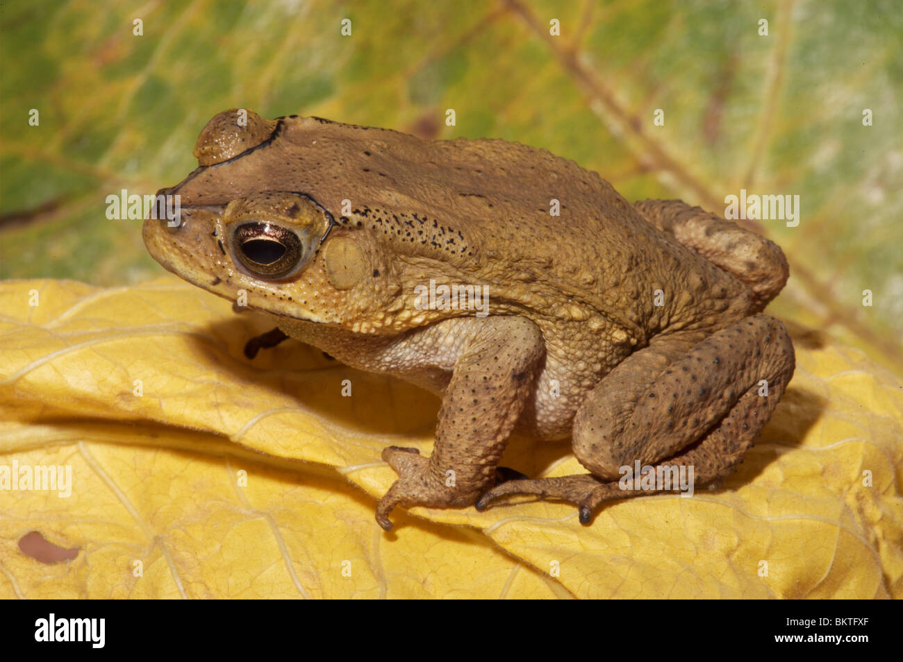 Asian Common Toad (Bufo melanosticus). Singapore Stock Photo - Alamy