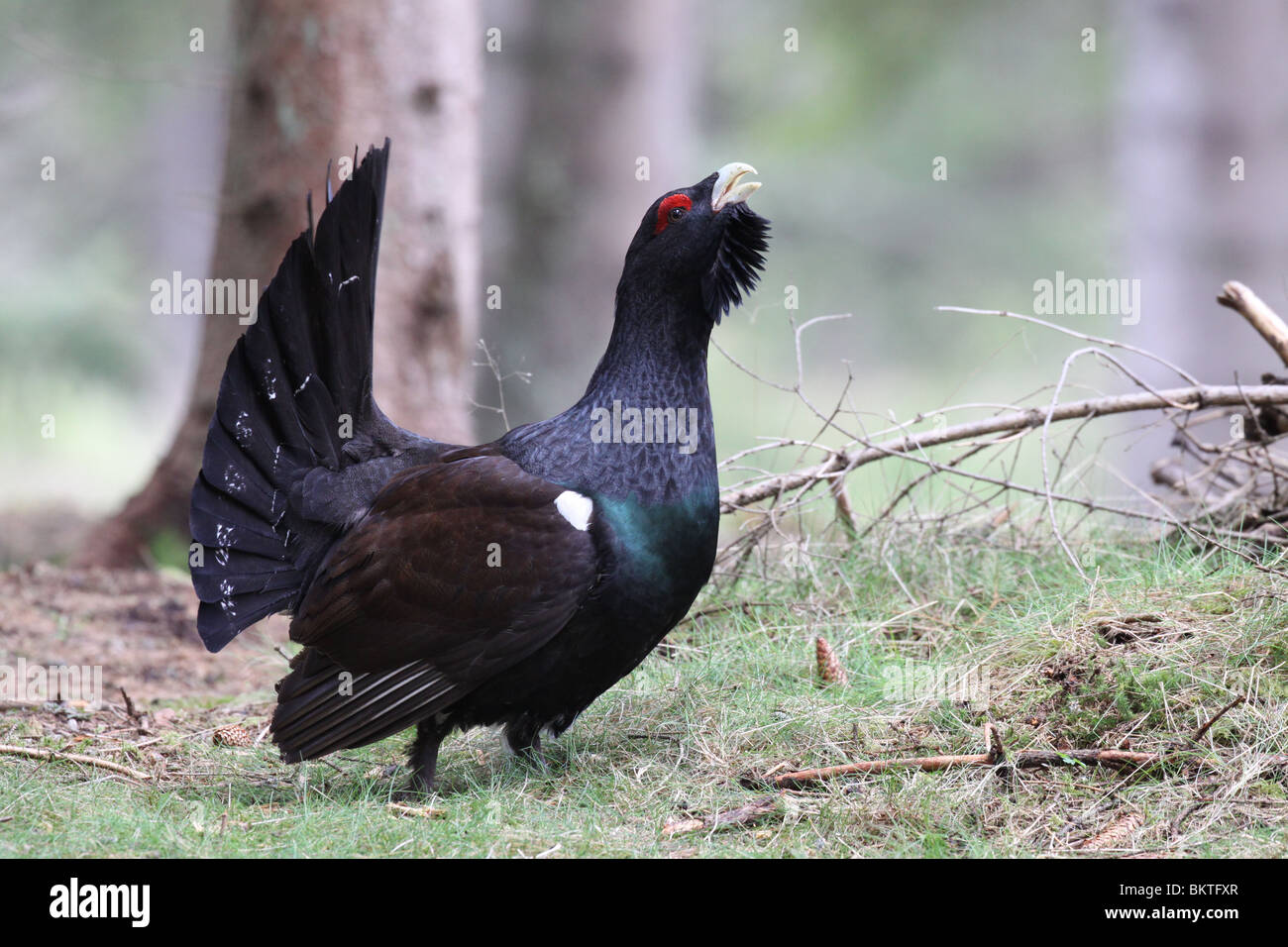 Naaldwoud hi-res stock photography and images - Alamy