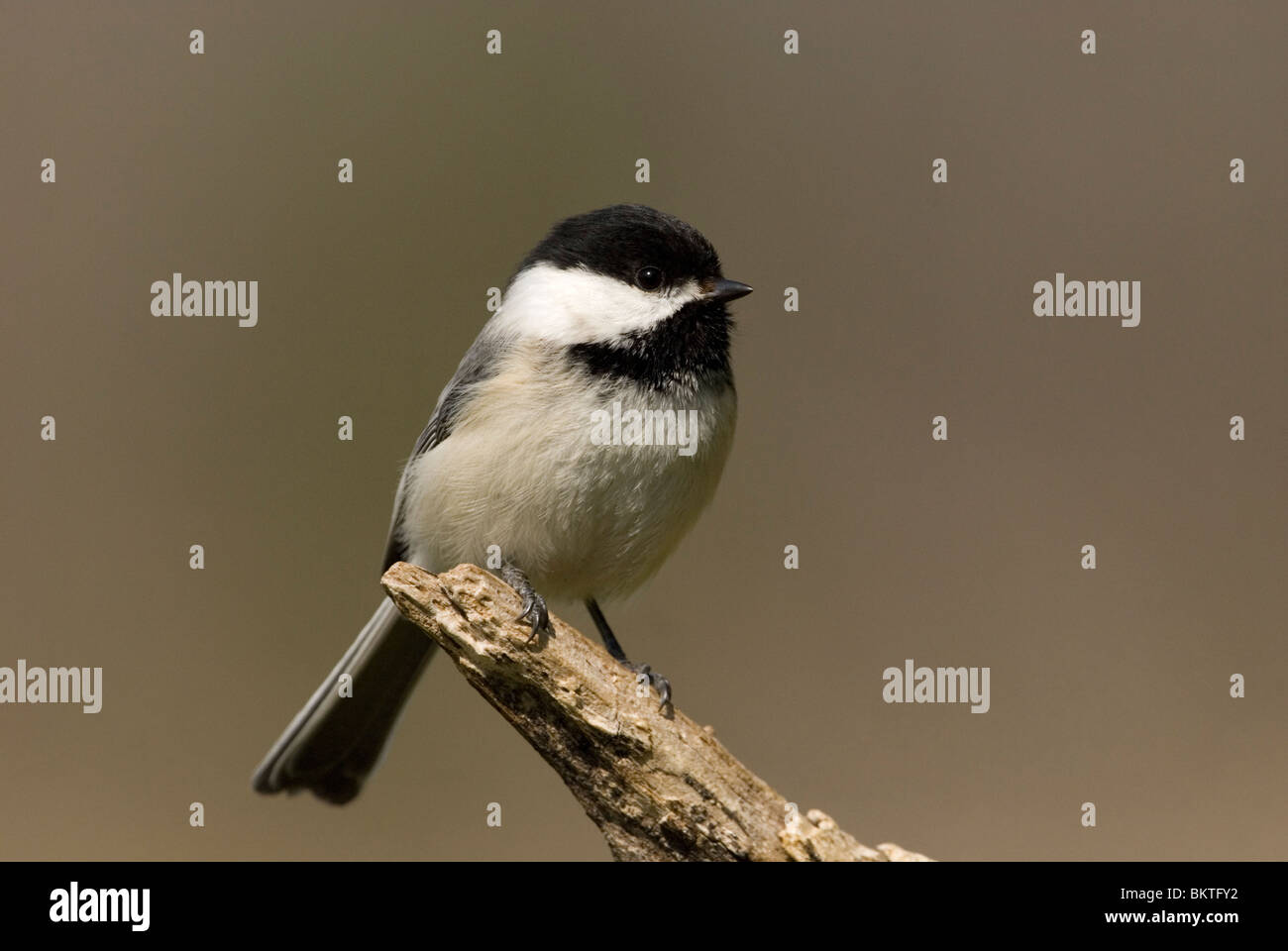 Een Amerikaanse Matkop zittend op een tak,A Black-capped Chickadee ...