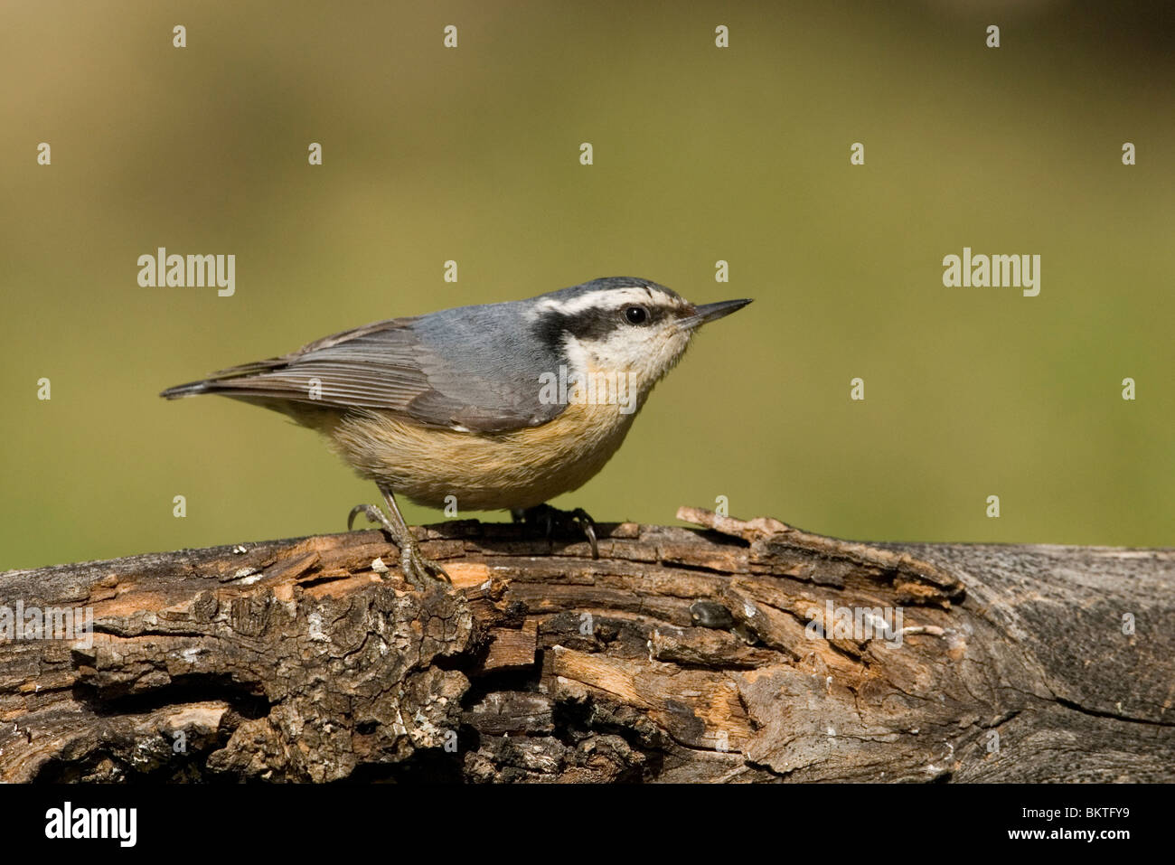 A female Red-breasted Nuthatch sitting on a branch Stock Photo - Alamy