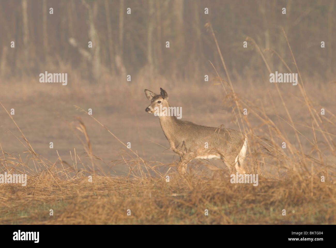 Witstaarthert Natuurwandeling Plantage Willem III Utrechts Landschap