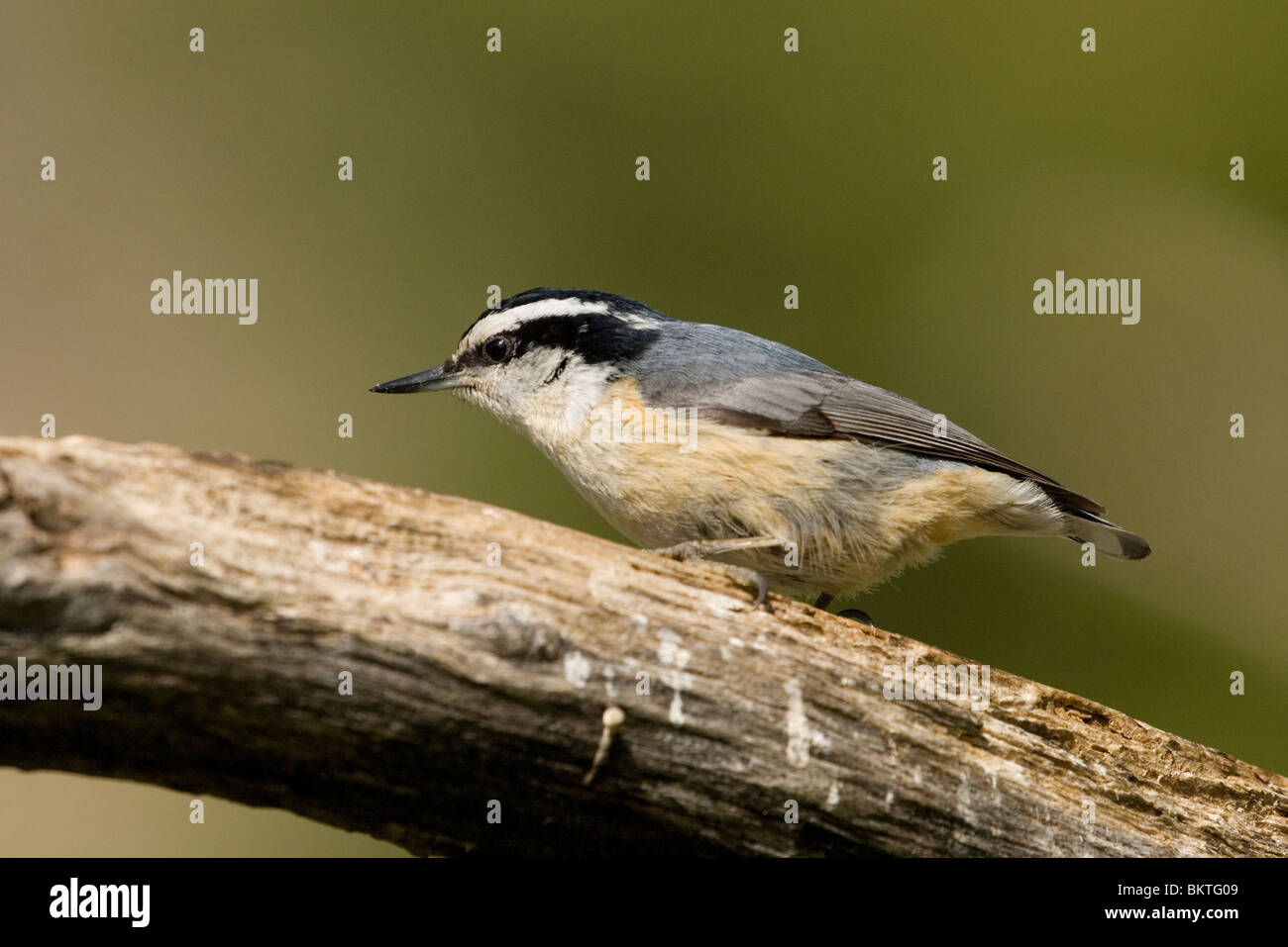 A Male Red-breasted Nuthatch sitting on a branch Stock Photo - Alamy
