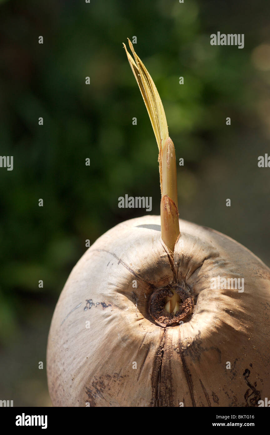 Coconut seed dispersal hi-res stock photography and images - Alamy