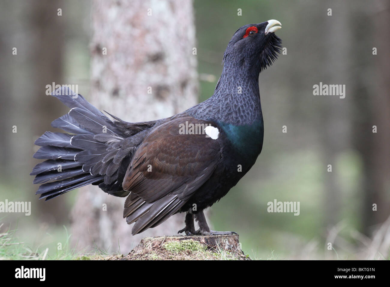 Naaldwoud hi-res stock photography and images - Alamy