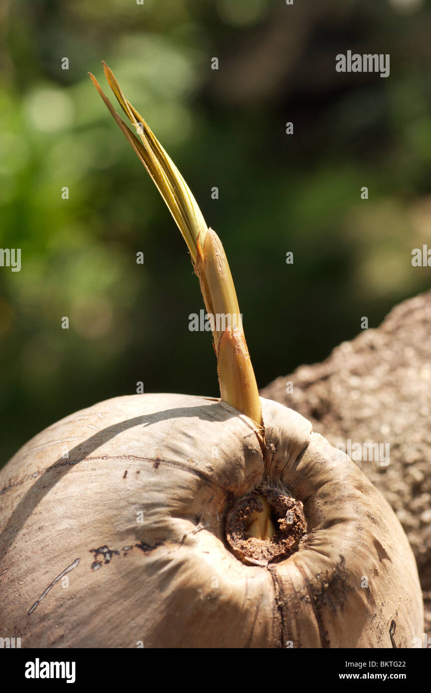 Coconut seed dispersal hi-res stock photography and images - Alamy