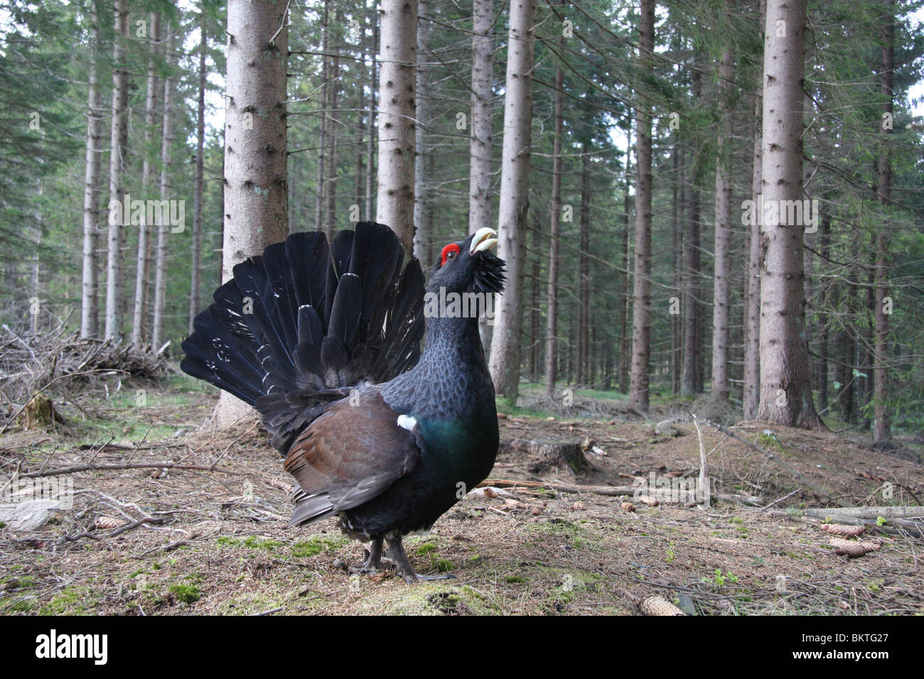 Naaldwoud hi-res stock photography and images - Alamy