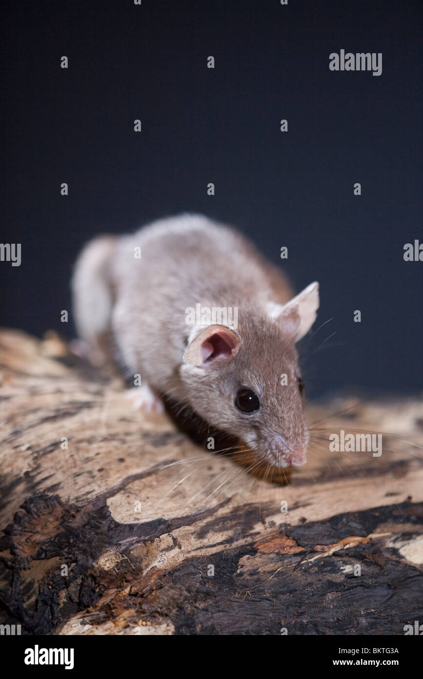 Egyptian Spiny Mouse (Acomys cahirinus cahirinus). Portrait. Head ...