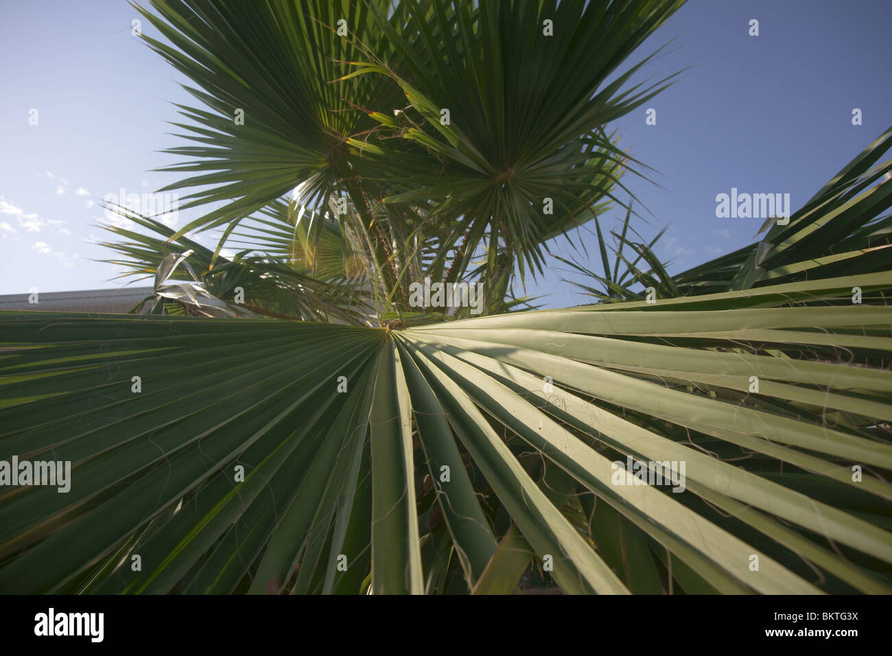 Branchless Tree Trunk High Resolution Stock Photography and Images - Alamy