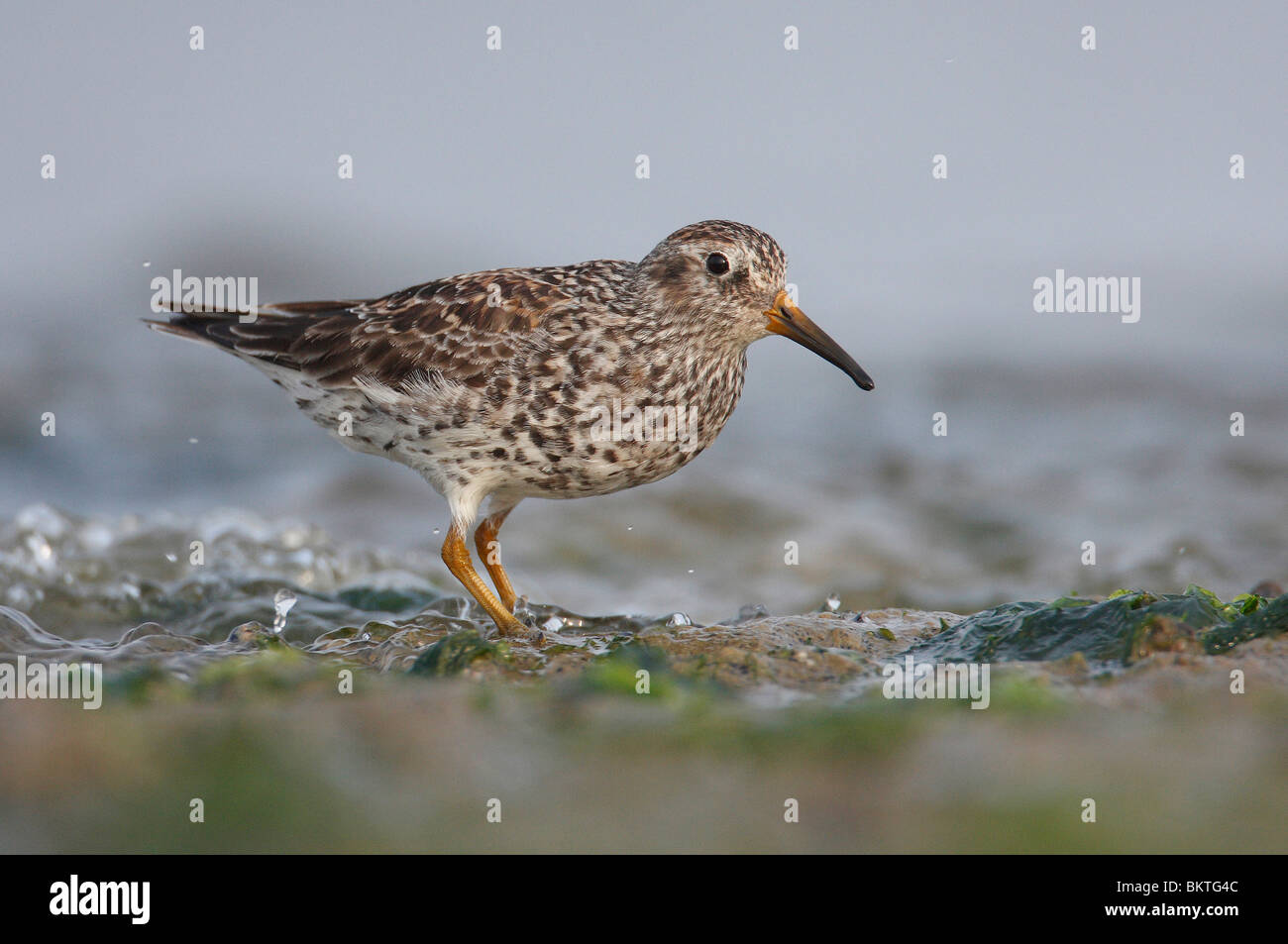 Paarse strandloper (bijna in broedkleed) op een strekdam in de Noordzee ...