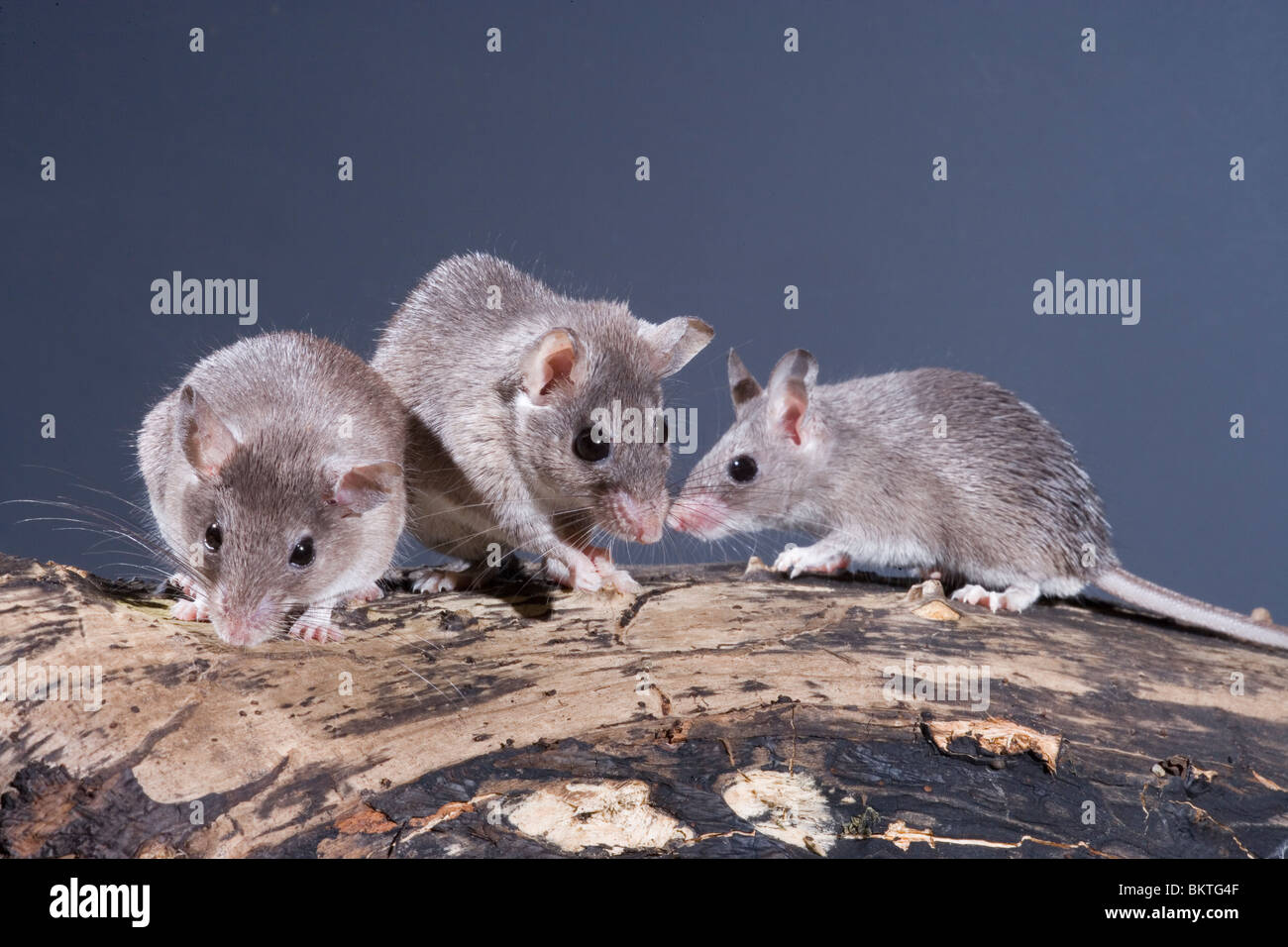 Egyptian Spiny Mice (Acomys cahirinus cahirinus). Adult centre ...