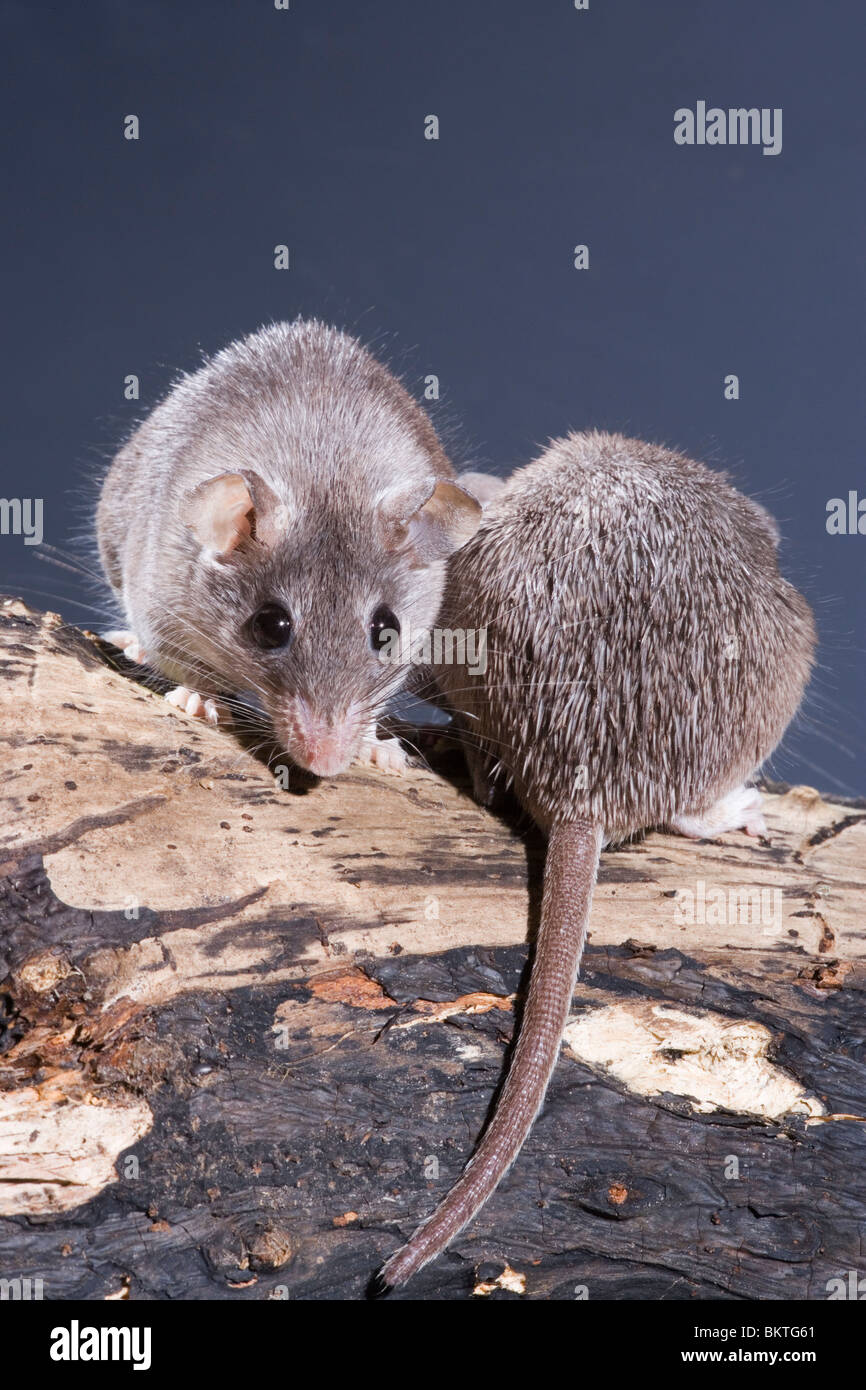 Egyptian Spiny Mice (Acomys cahirinus cahirinus Stock Photo - Alamy