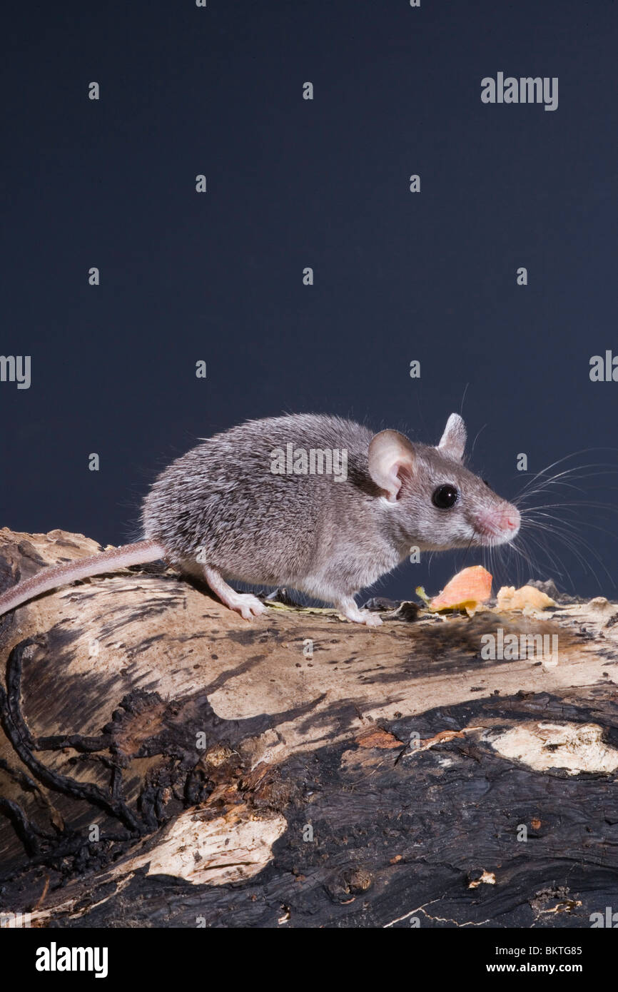 Egyptian Spiny Mouse (Acomys cahirinus cahirinus Stock Photo - Alamy