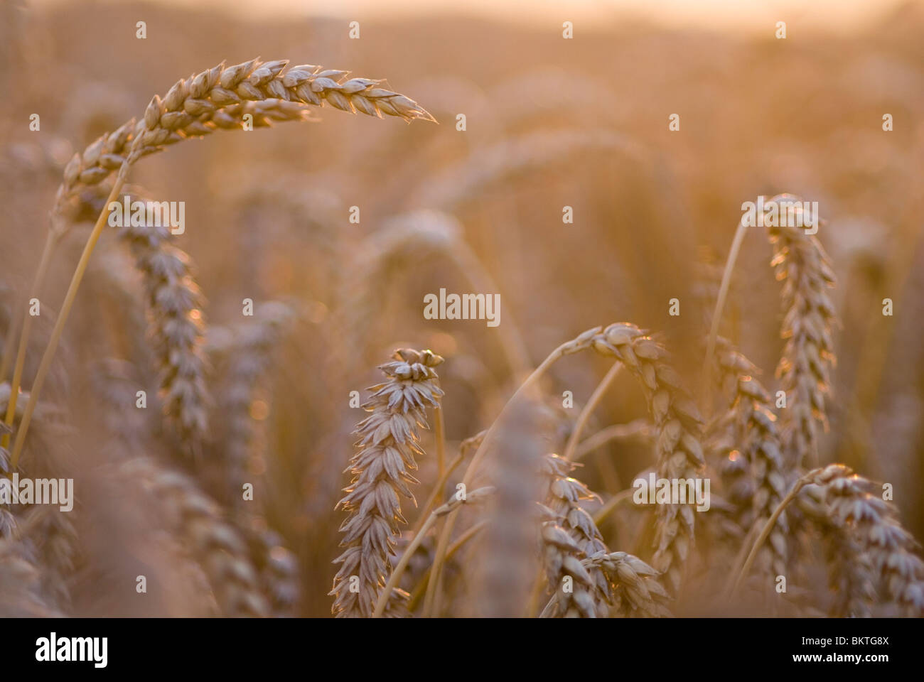 Common grain world hi-res stock photography and images - Alamy