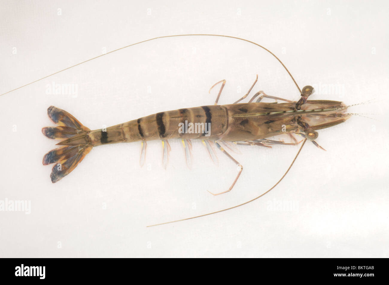 Tiger Prawn (Fenneropenaeus, was Penaeus, monodon) - live, available ...