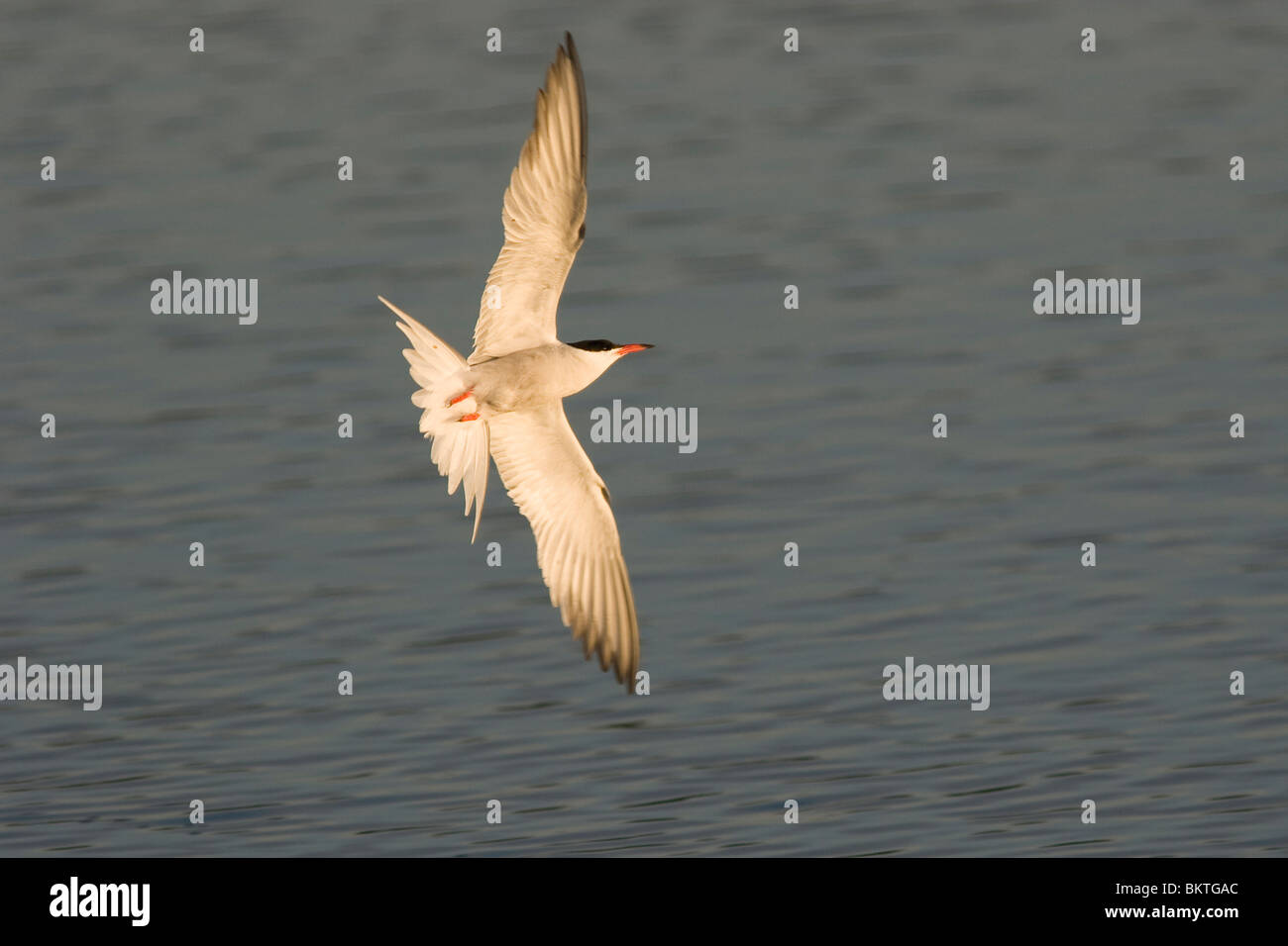 Visdief, Common Tern Stock Photo - Alamy